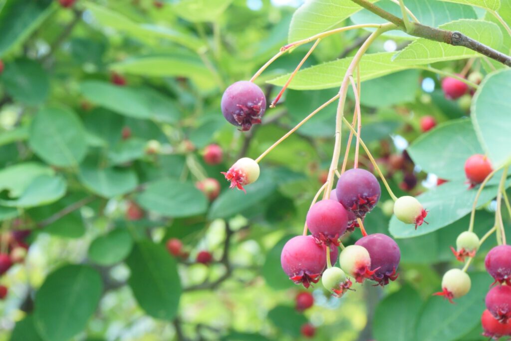 ジューンベリー ‐ 庭木におすすめの落葉高木 - 高槻市 外構・エクステリア・庭まわり工事｜uchi+SOTO（うちぷらすそと）