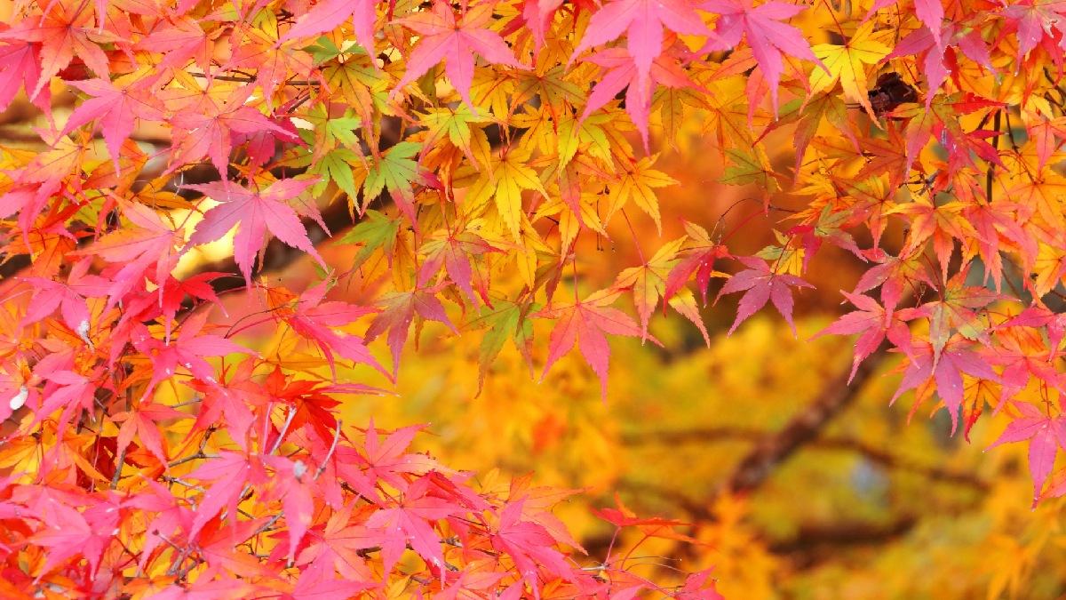 イロハモミジ ‐ 庭木におすすめの落葉高木 - 高槻市 外構・エクステリア・庭まわり工事｜uchi+SOTO（うちぷらすそと）